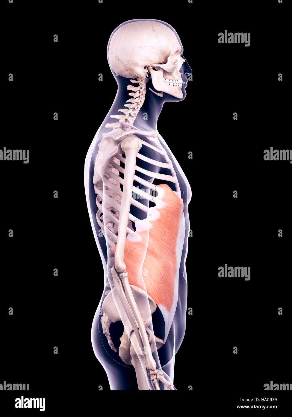 Abdominal external oblique hi-res stock photography and images - Alamy