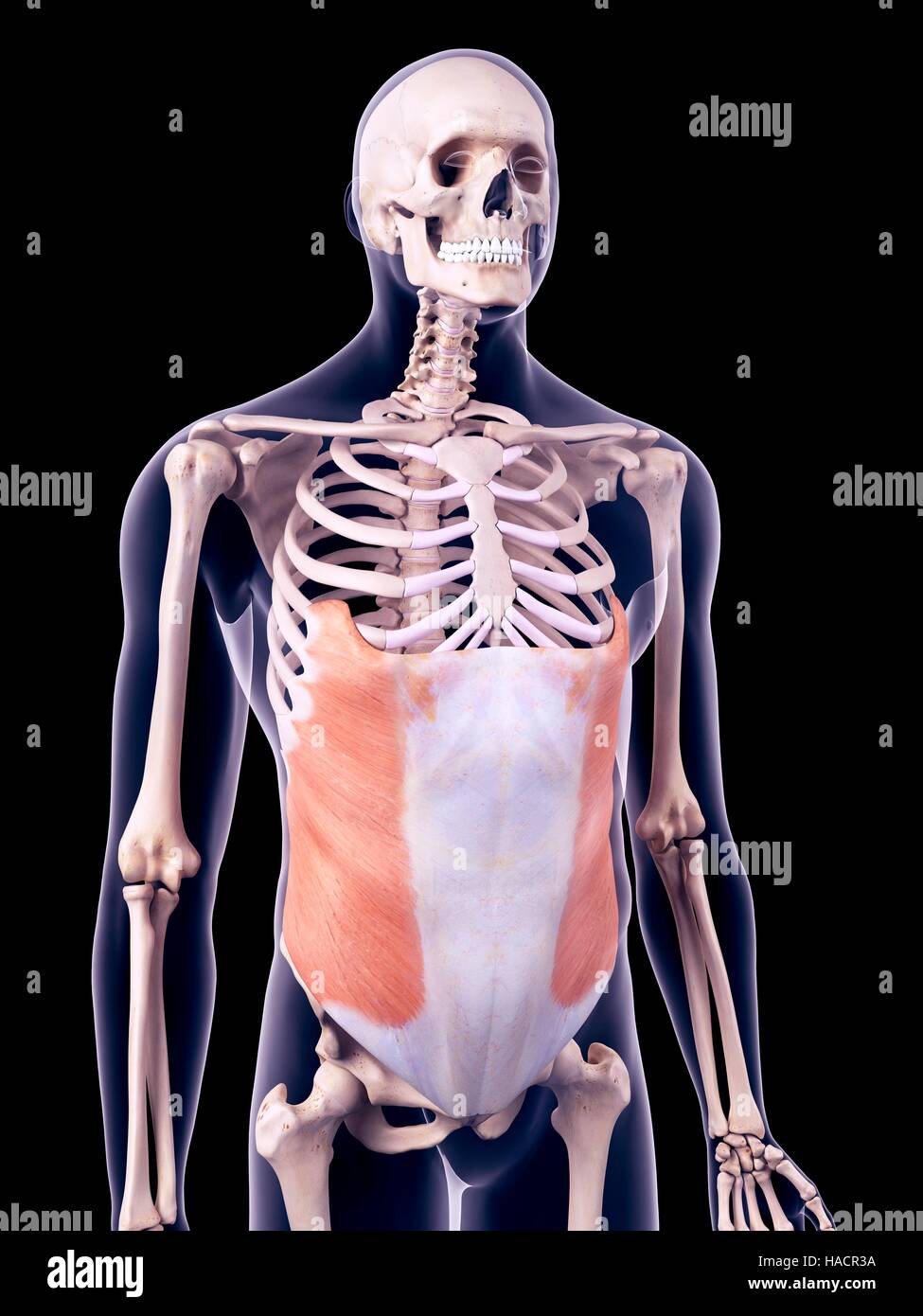 External oblique abdominal hi-res stock photography and images - Alamy