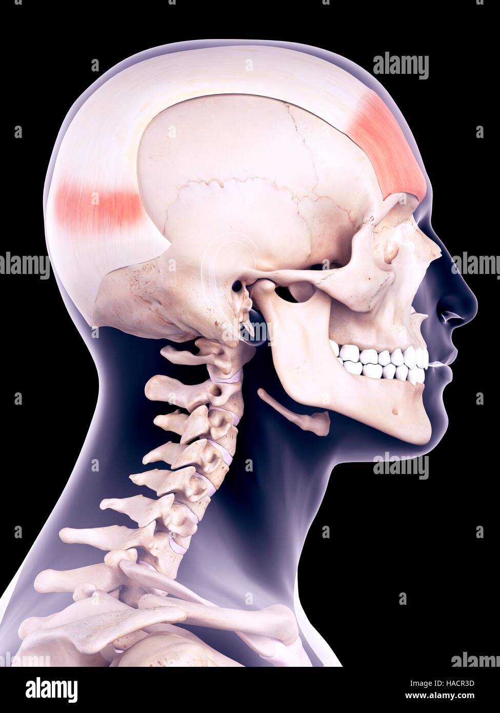 Frontalis Muscle High Resolution Stock Photography and Images - Alamy