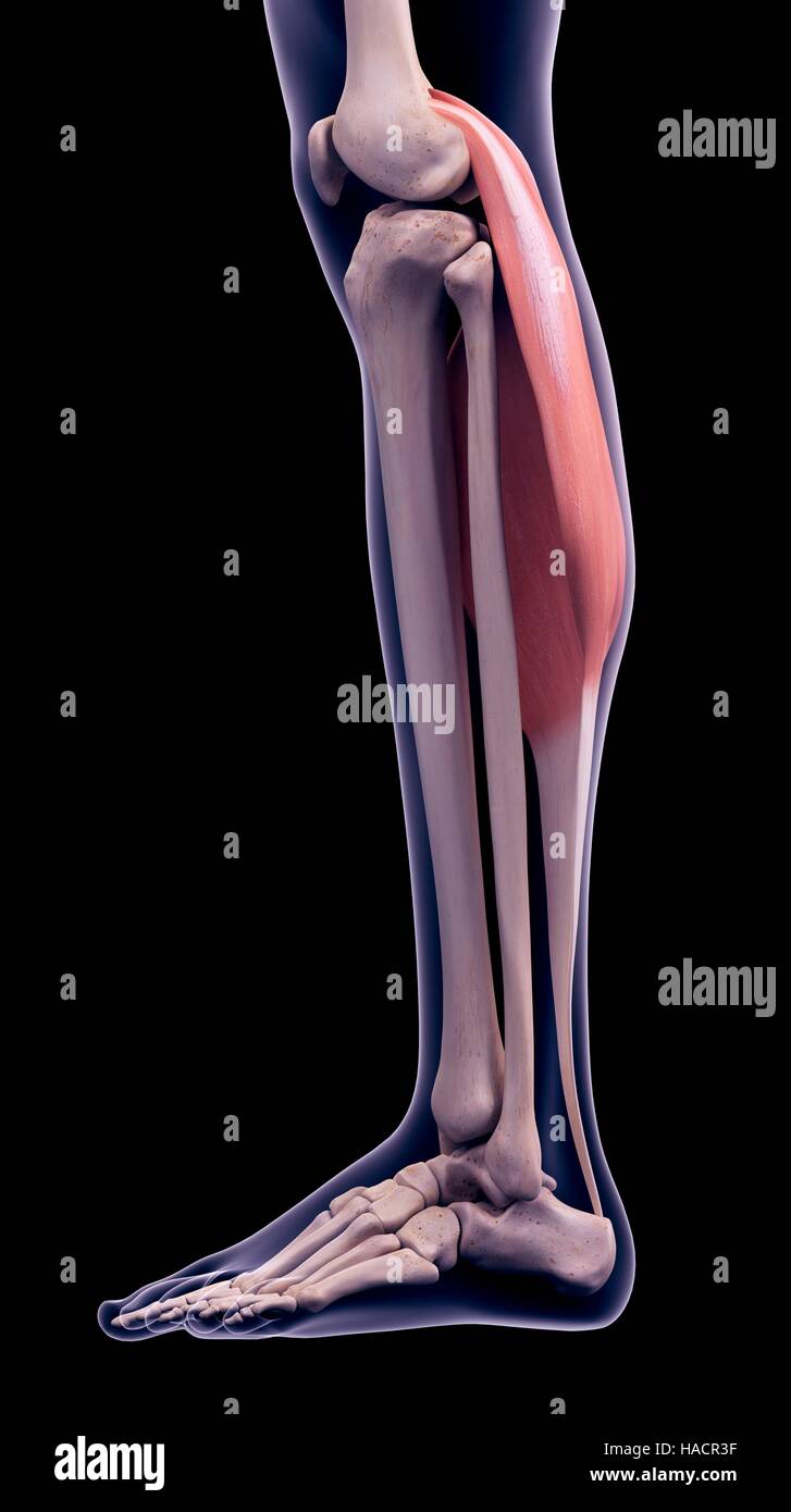 Gastrocnemius Muscle Stock Photos & Gastrocnemius Muscle Stock Images ...
