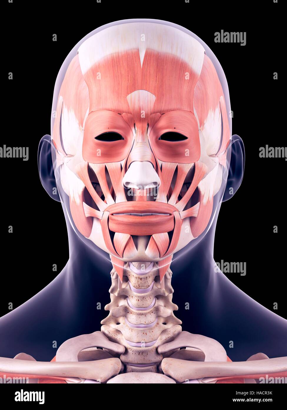 Illustration of the human head muscles Stock Photo - Alamy