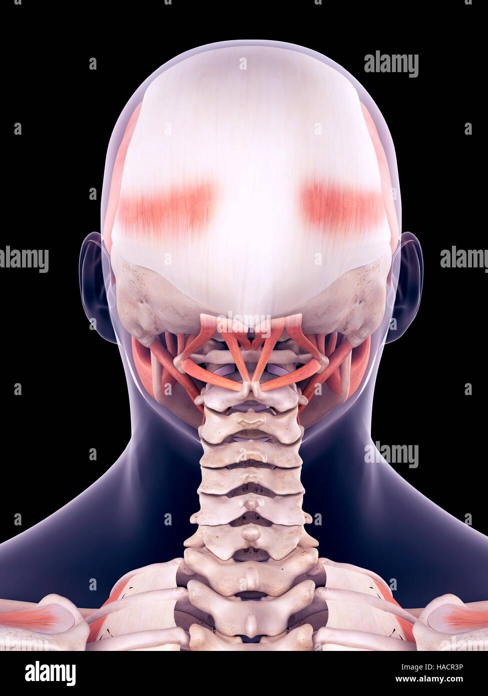 Illustration of the human head muscles Stock Photo - Alamy