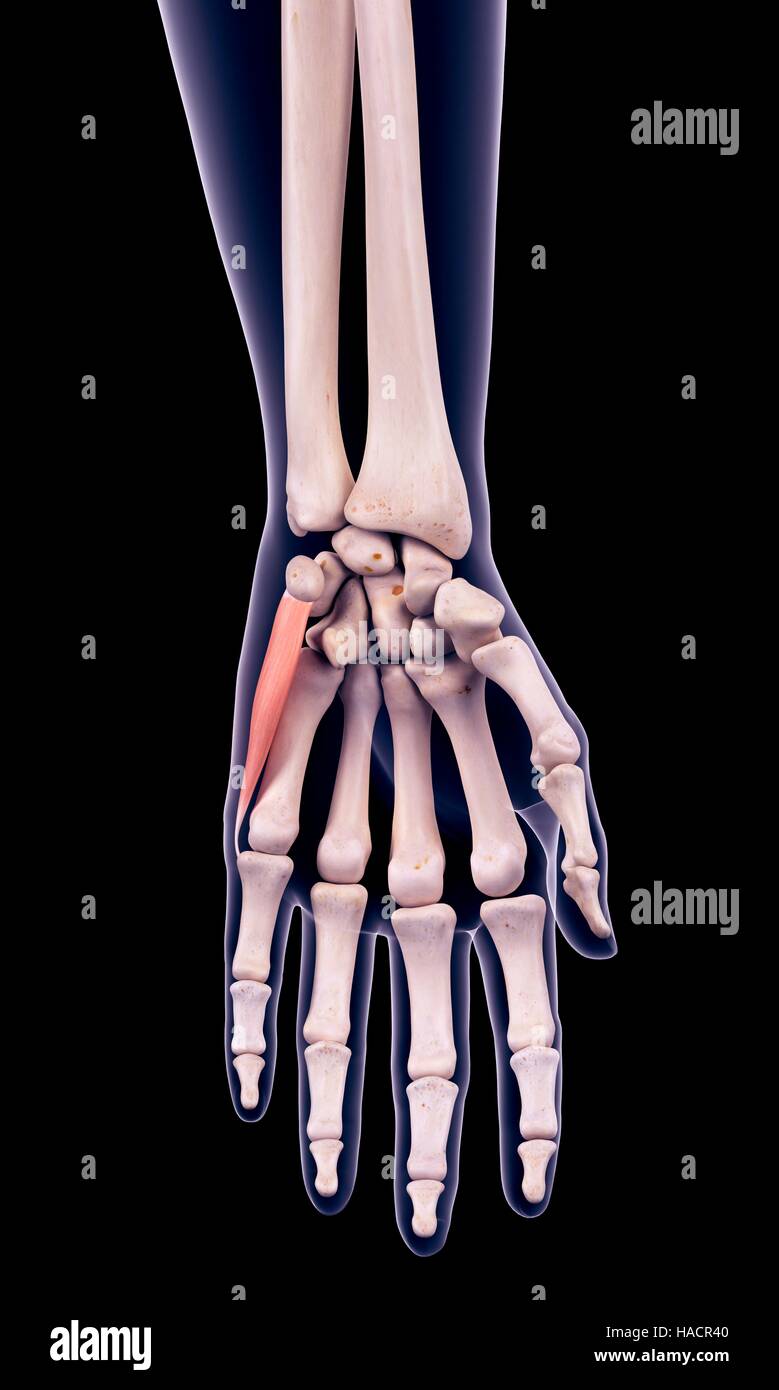 Illustration of the abductor digiti minimi muscle Stock Photo - Alamy