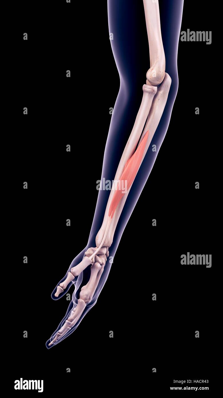Illustration of the adductor pollicis longus muscle Stock Photo - Alamy
