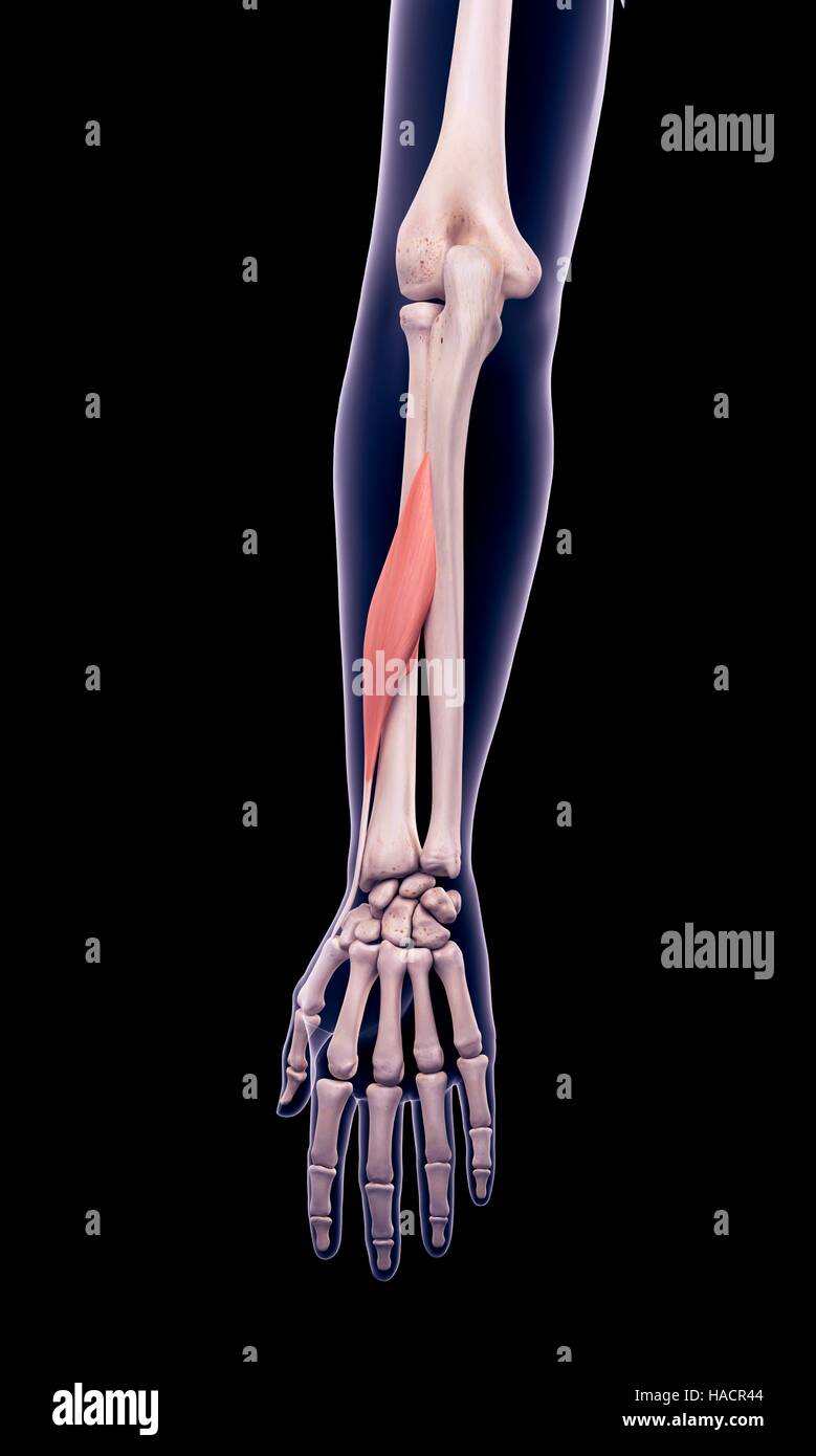 Illustration of the adductor pollicis longus muscle Stock Photo - Alamy