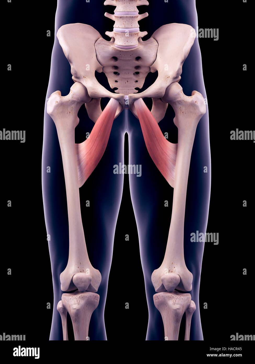 Adductor muscles hi-res stock photography and images - Alamy