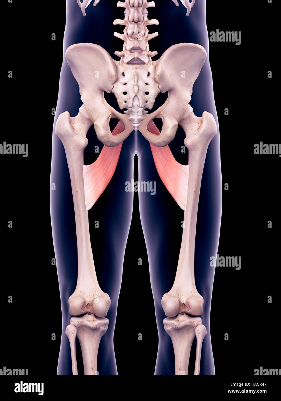 Adductor muscles hi-res stock photography and images - Alamy
