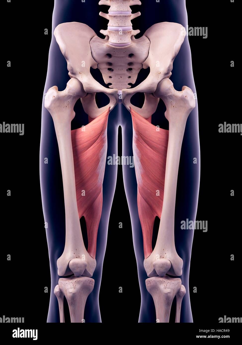 Adductor magnus hi-res stock photography and images - Alamy