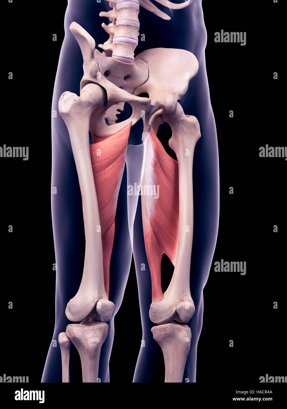 Adductor magnus hi-res stock photography and images - Alamy