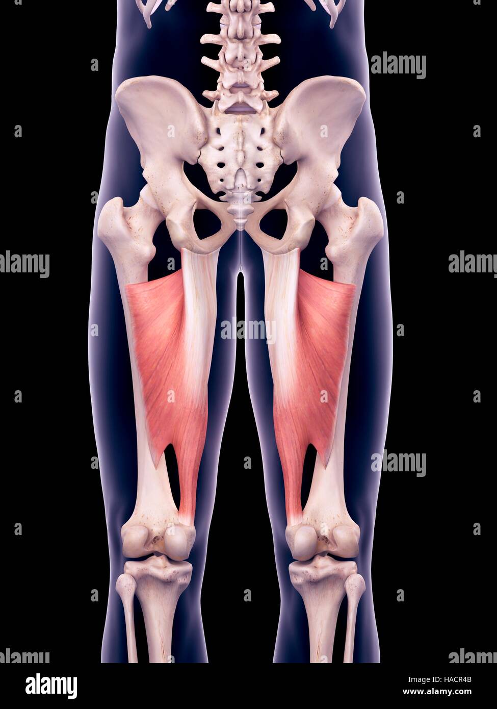 Illustration of the adductor magnus muscles Stock Photo - Alamy