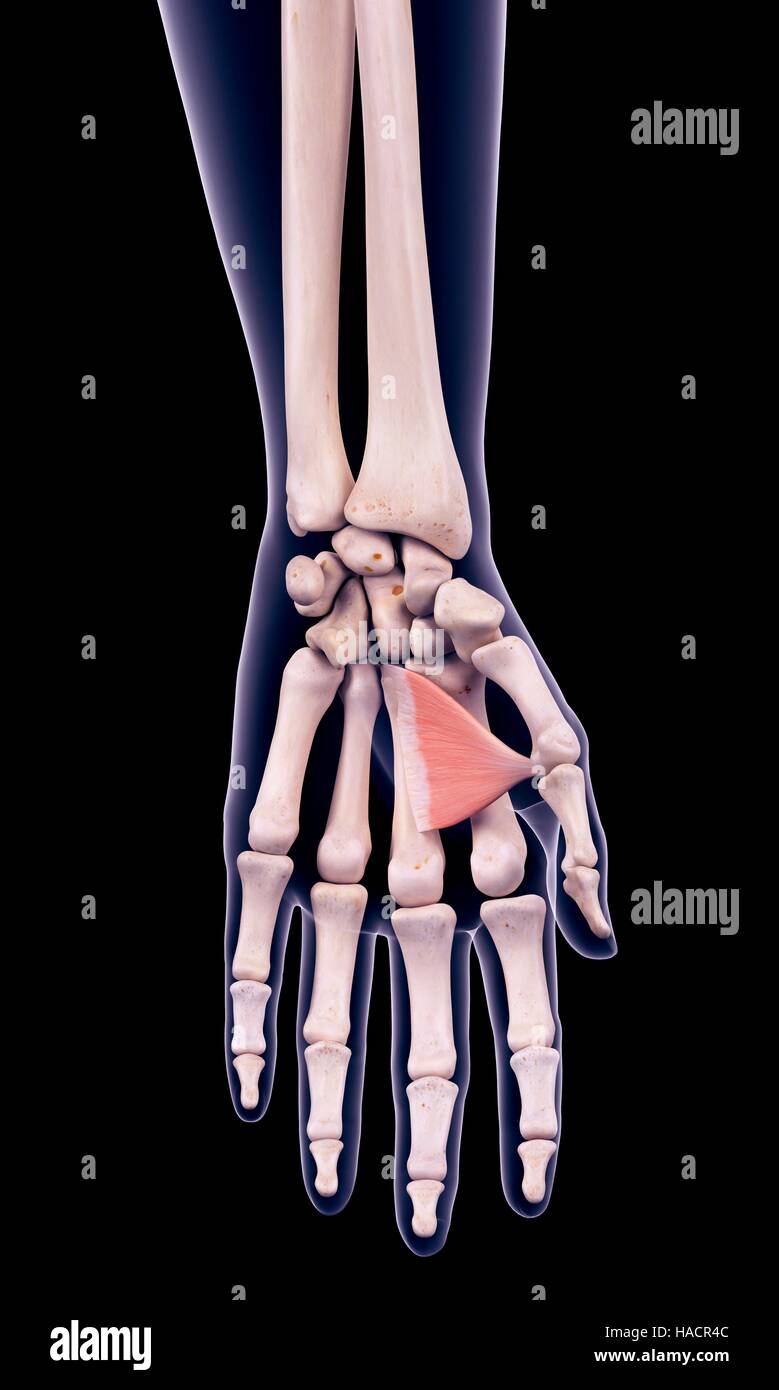 Illustration of the abductor pollicis muscle Stock Photo - Alamy