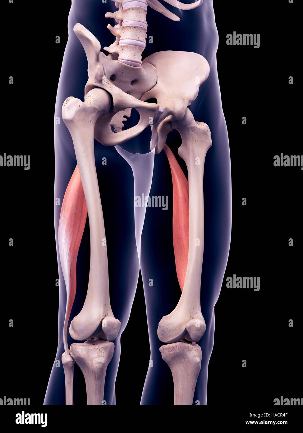 Illustration of the biceps femoris longus muscles Stock Photo - Alamy