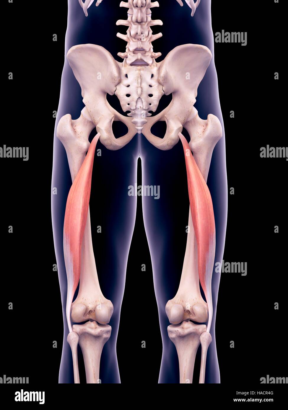 Illustration of the biceps femoris longus muscles Stock Photo - Alamy