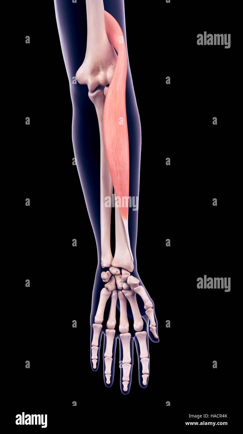 Brachioradialis muscle hi-res stock photography and images - Alamy