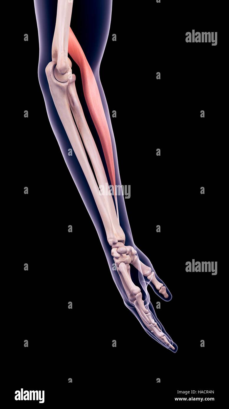 Brachioradialis muscle hi-res stock photography and images - Alamy