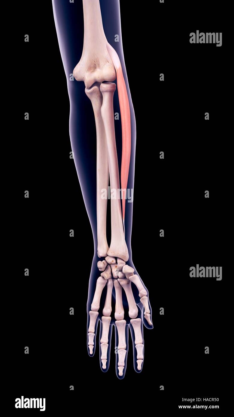 Illustration of the extensor carpi radialis longus muscle Stock Photo ...