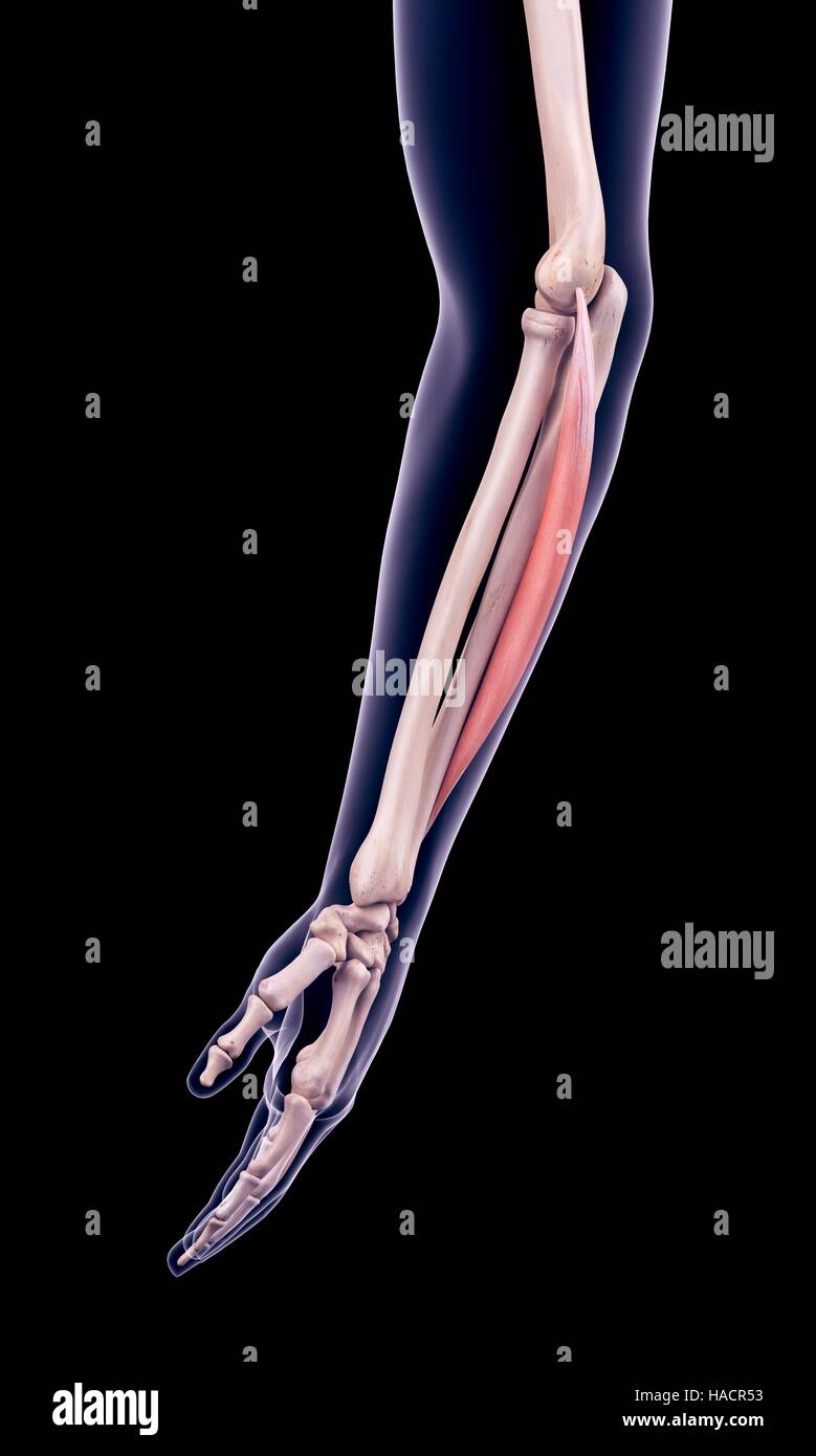 Strengthen Extensor Carpi Ulnaris at Archie Beamont blog