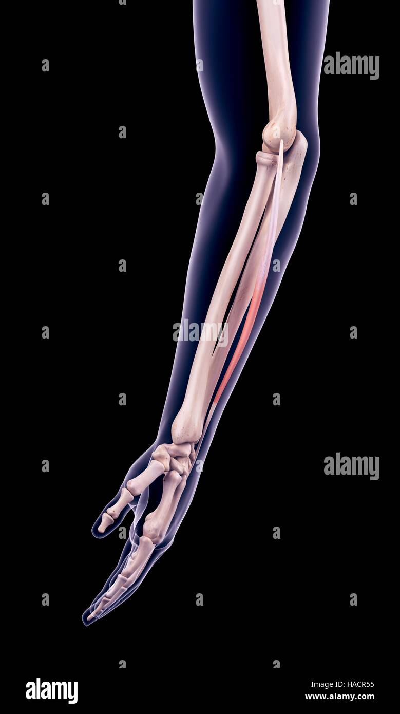 Illustration of the extensor digiti minimi muscle Stock Photo - Alamy