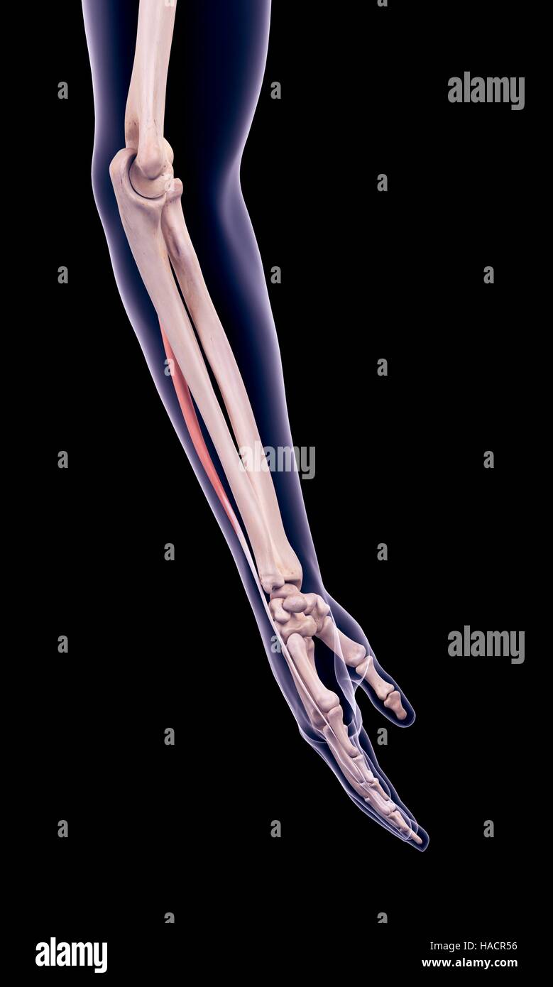 Illustration of the extensor digiti minimi muscle Stock Photo - Alamy