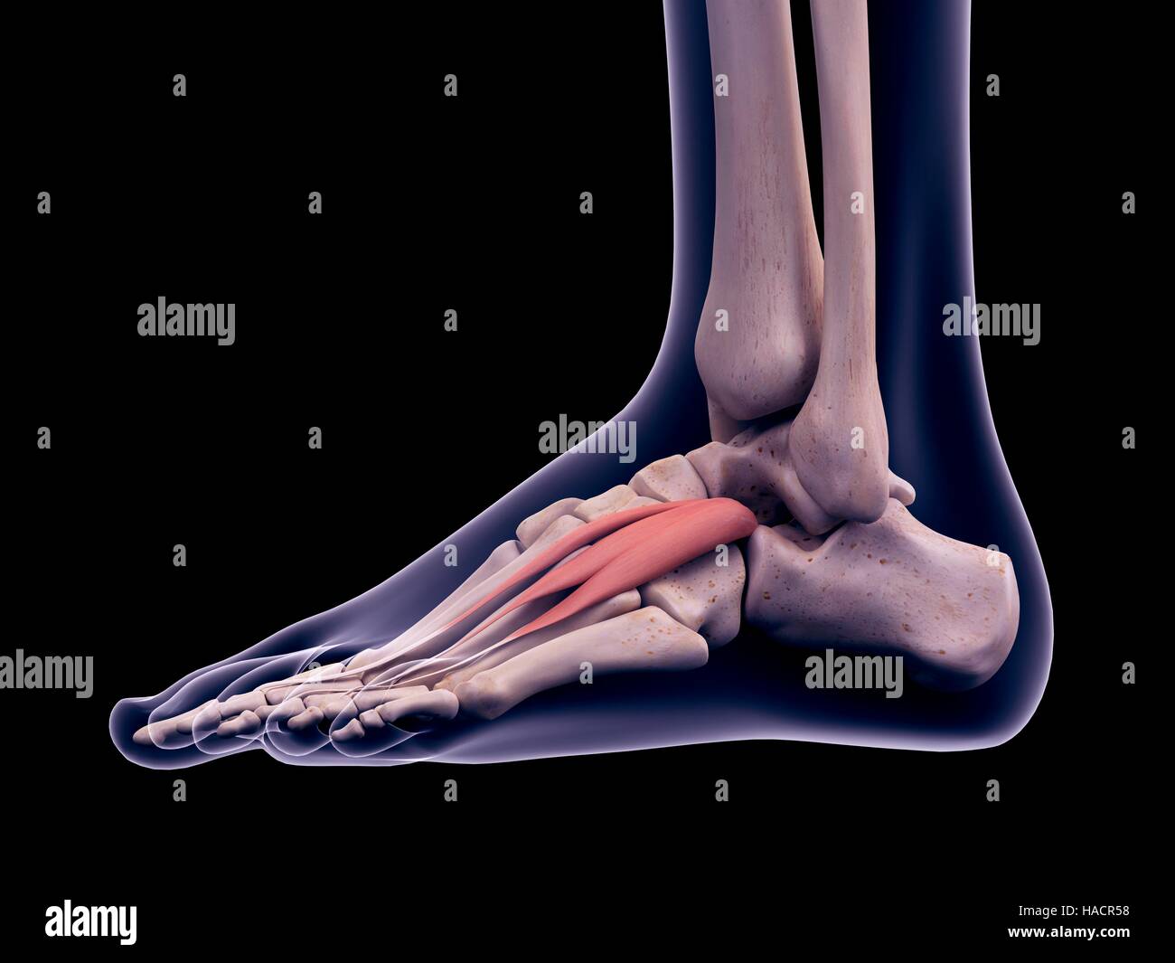 Illustration of the extensor digitorium brevis muscle Stock Photo - Alamy
