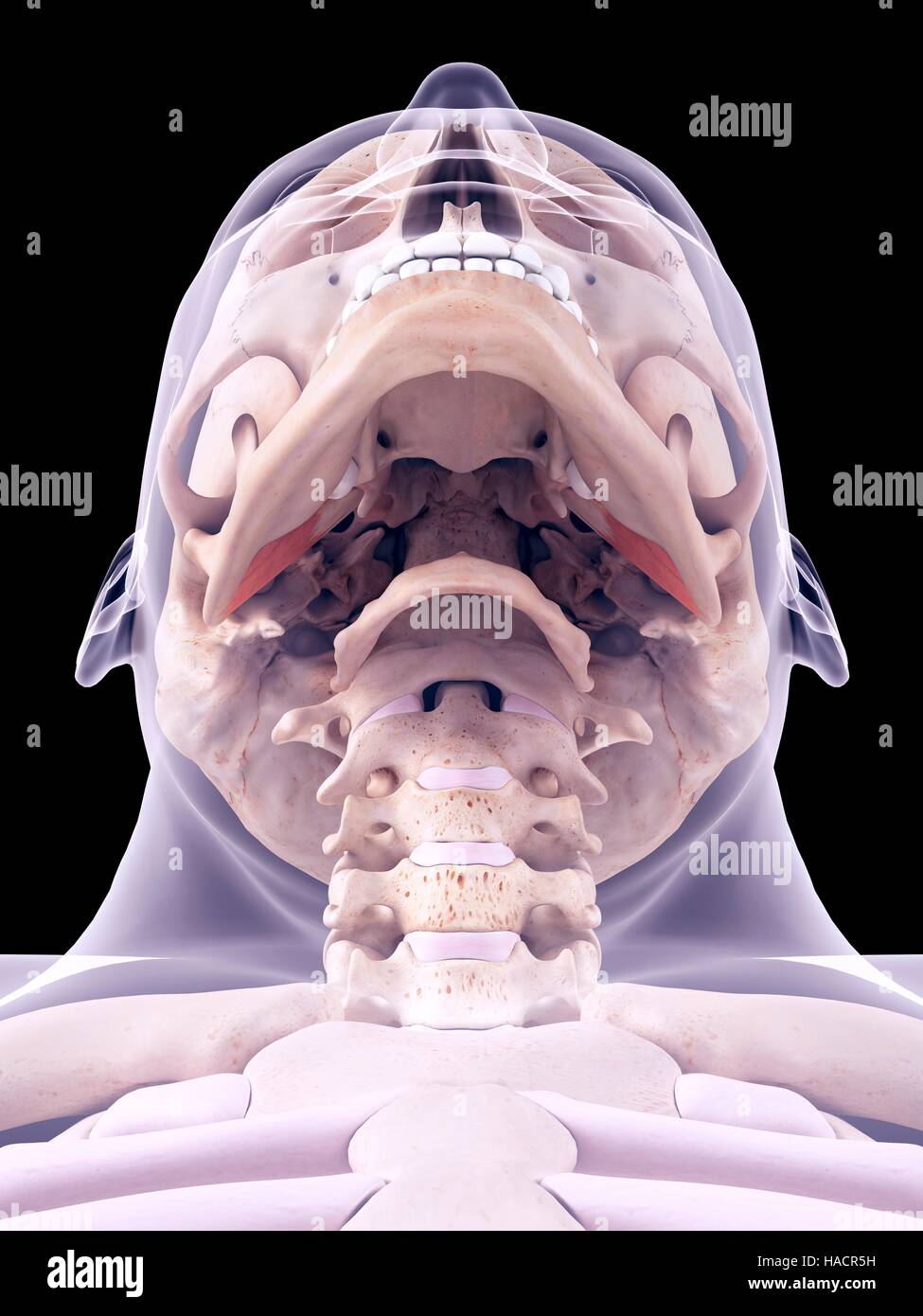 Medical accurate illustration of the external pterygoideus muscles ...