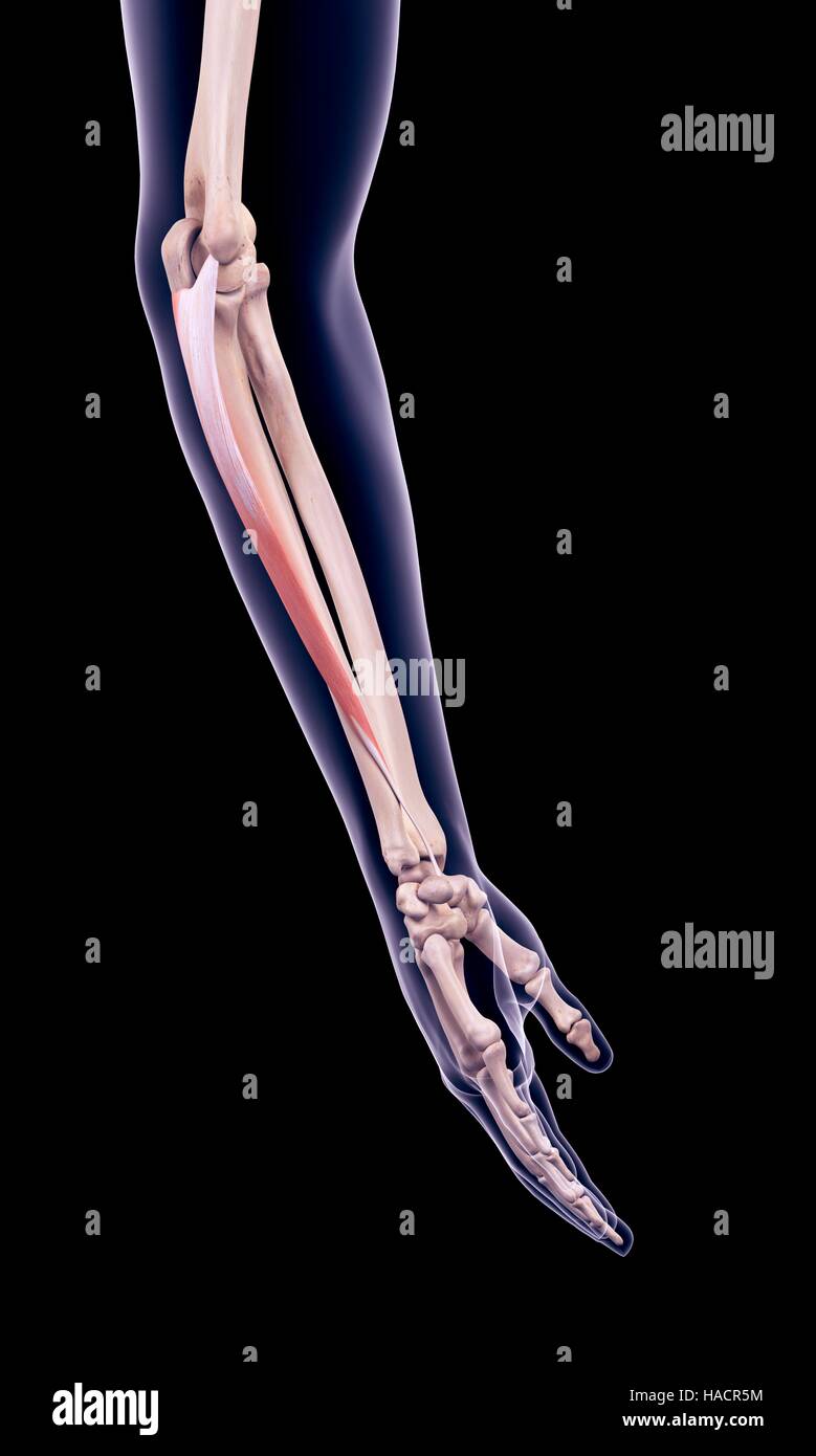 Flexor carpi ulnaris hi-res stock photography and images - Alamy