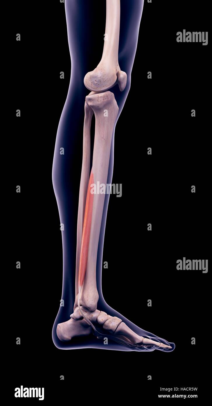 Illustration of the flexor digitorum longus muscle Stock Photo - Alamy