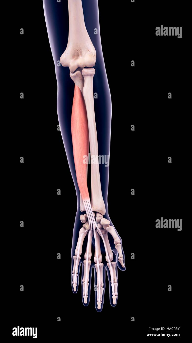Illustration of the flexor digitorum profundus muscle Stock Photo - Alamy