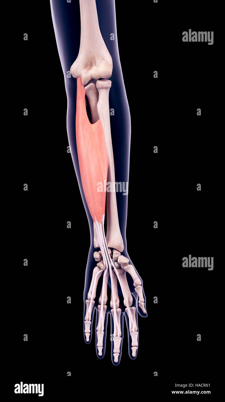 Flexor digitorum superficialis hi-res stock photography and images - Alamy