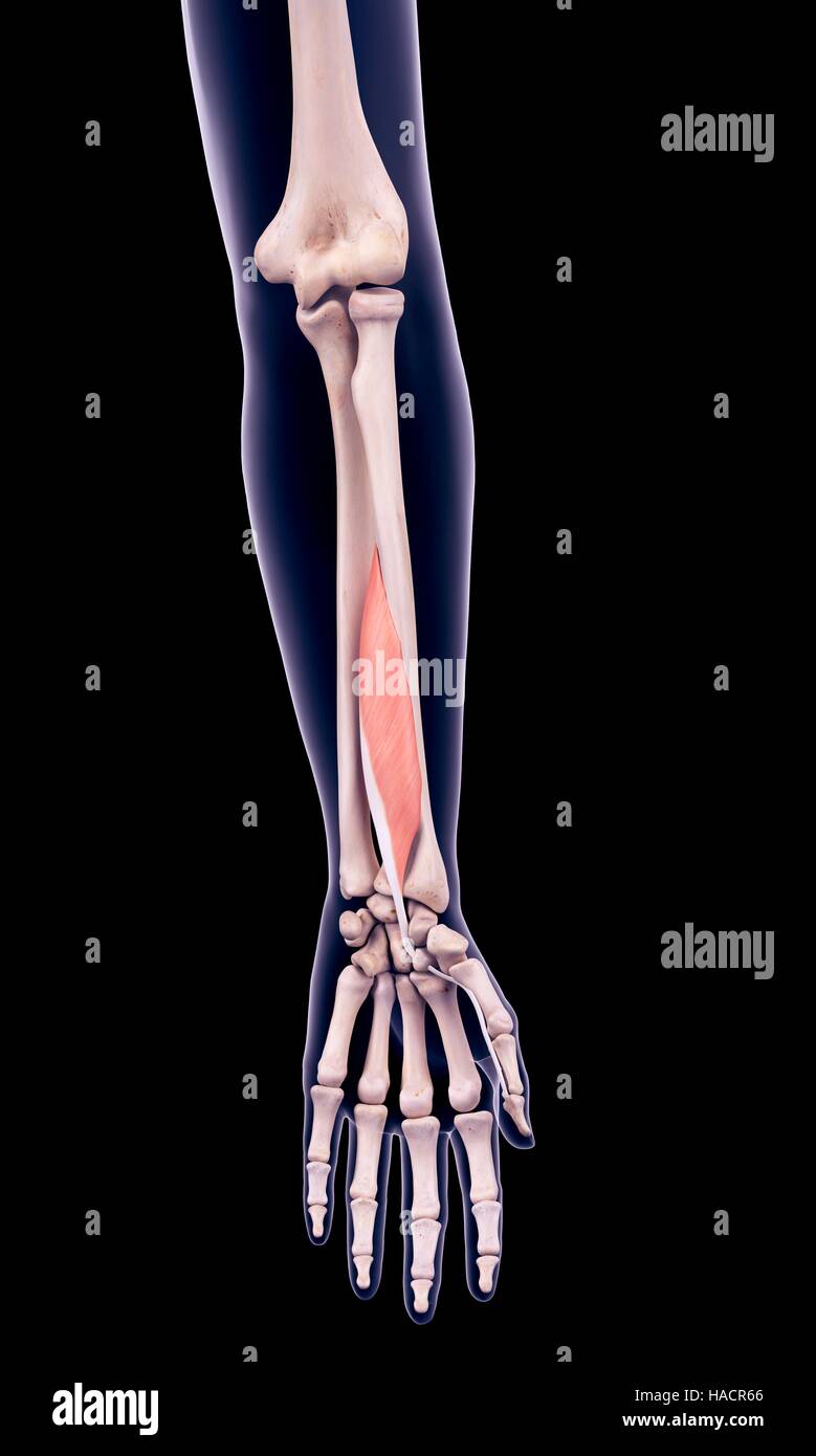 Illustration of the flexor pollicis longus muscle Stock Photo - Alamy