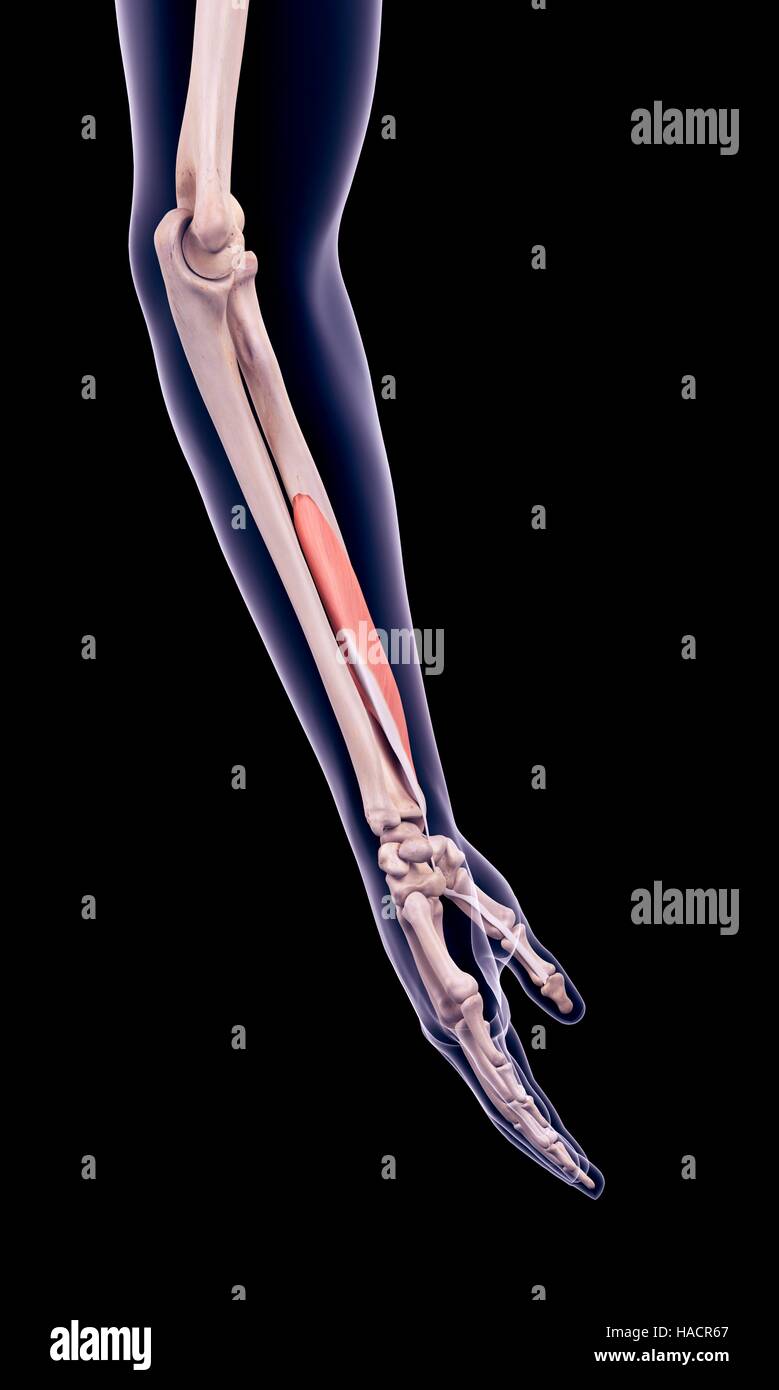 Illustration of the flexor pollicis longus muscle Stock Photo - Alamy