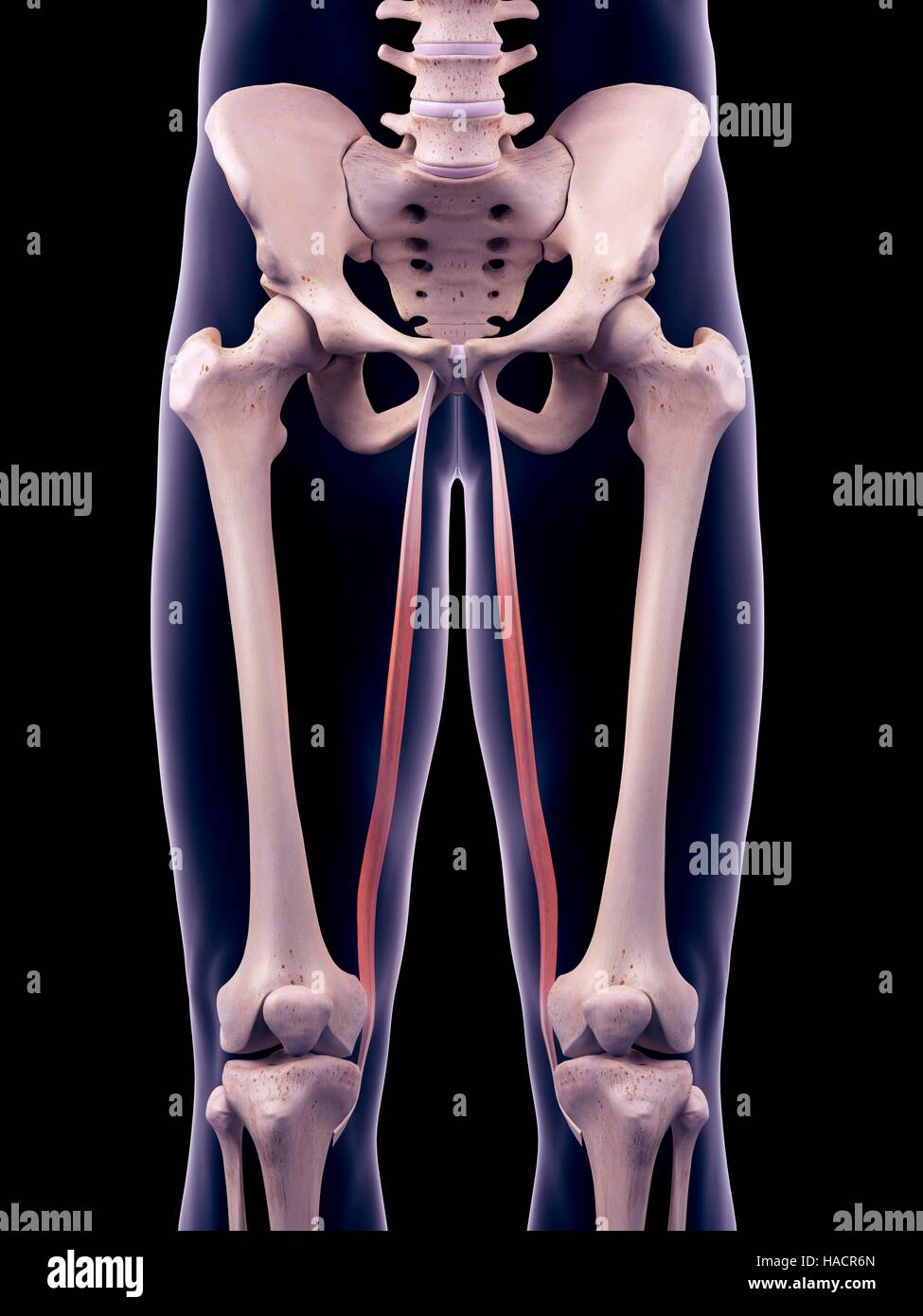 Illustration of the gracilis muscles Stock Photo - Alamy