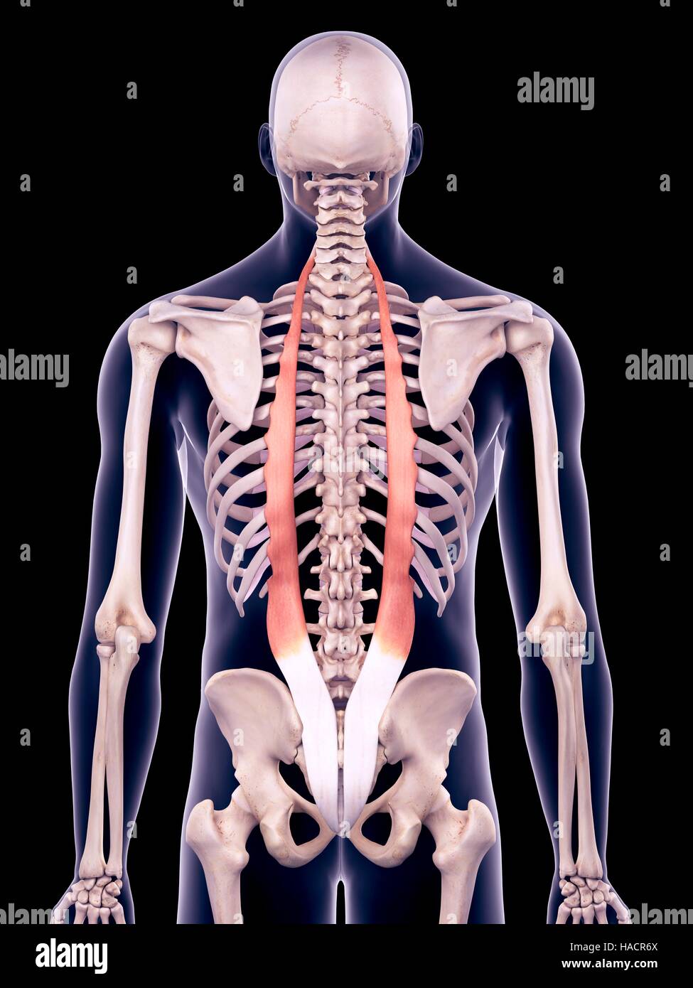 Upper back muscles hi-res stock photography and images - Alamy