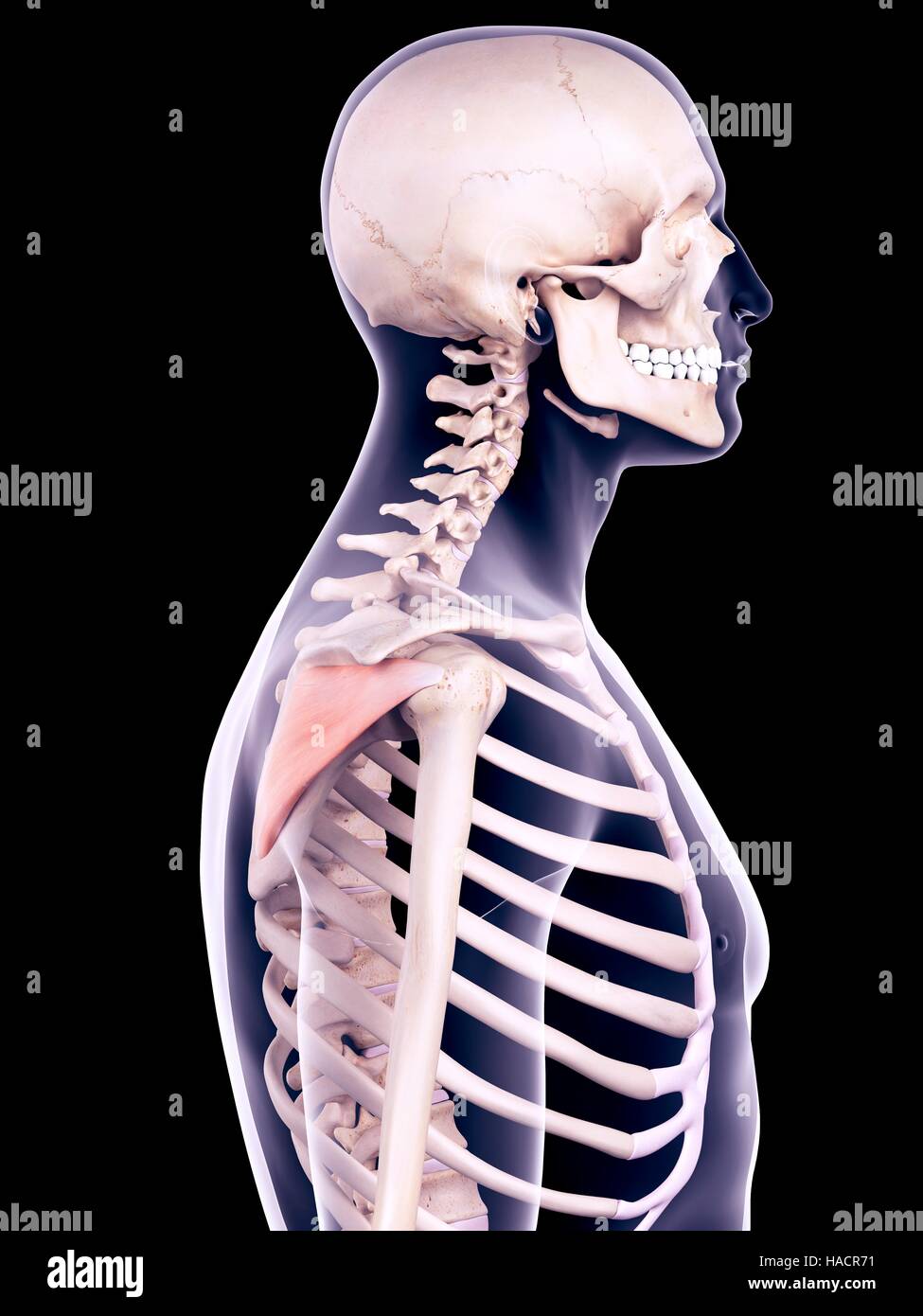 Illustration of the infraspinatus muscle Stock Photo - Alamy