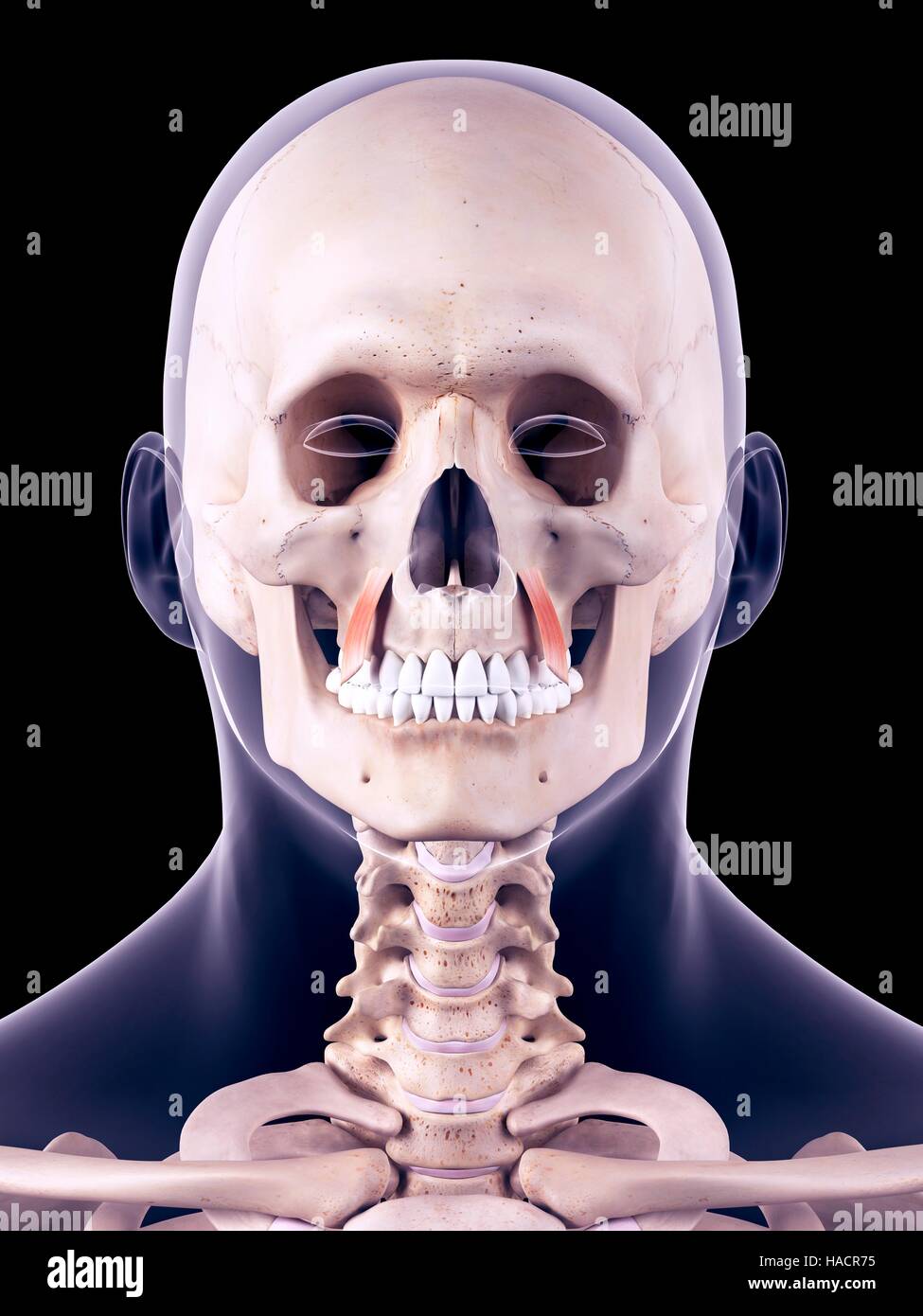 Illustration of the levator anguli oris muscles Stock Photo - Alamy