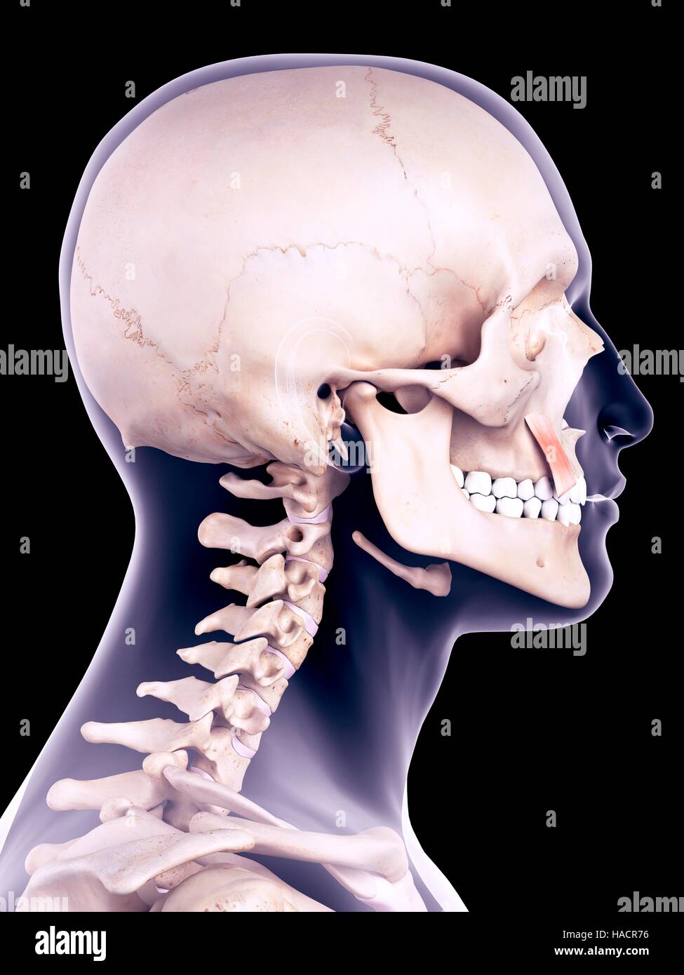 Illustration of the levator anguli oris muscle Stock Photo - Alamy