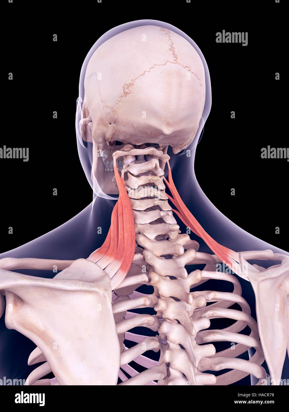 Illustration of the levator scapularis muscles Stock Photo - Alamy