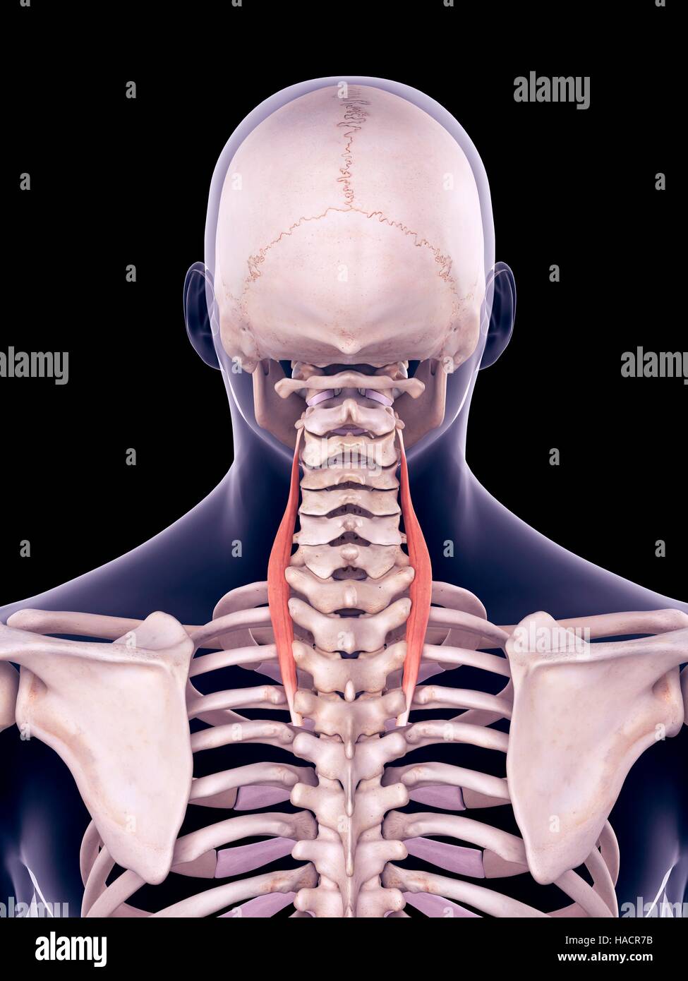 Longissimus cervicis hi-res stock photography and images - Alamy