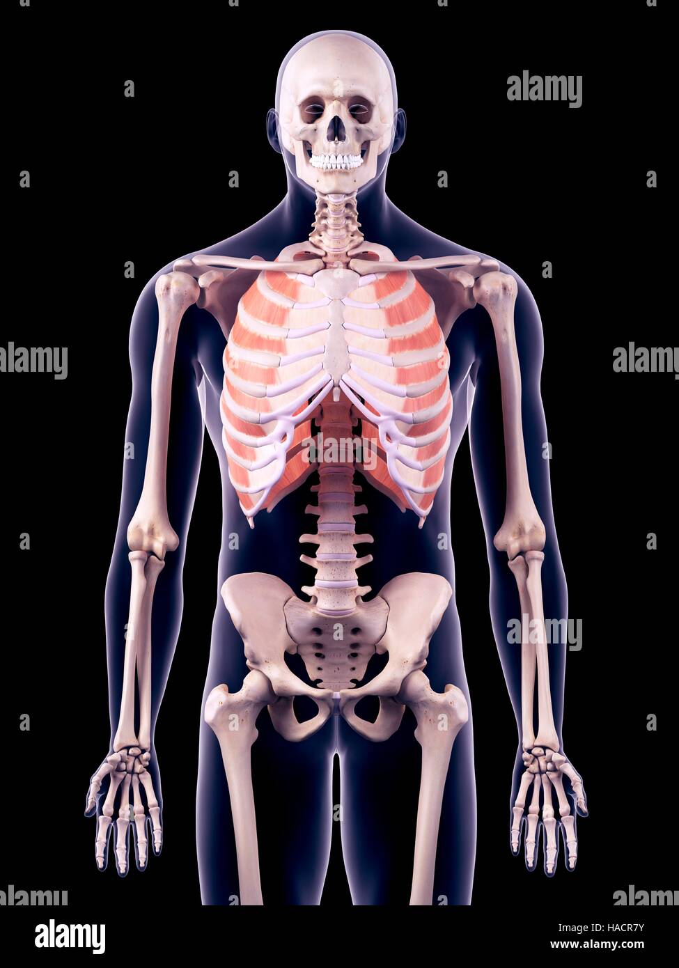 Illustration of the outer intercostals muscles Stock Photo - Alamy