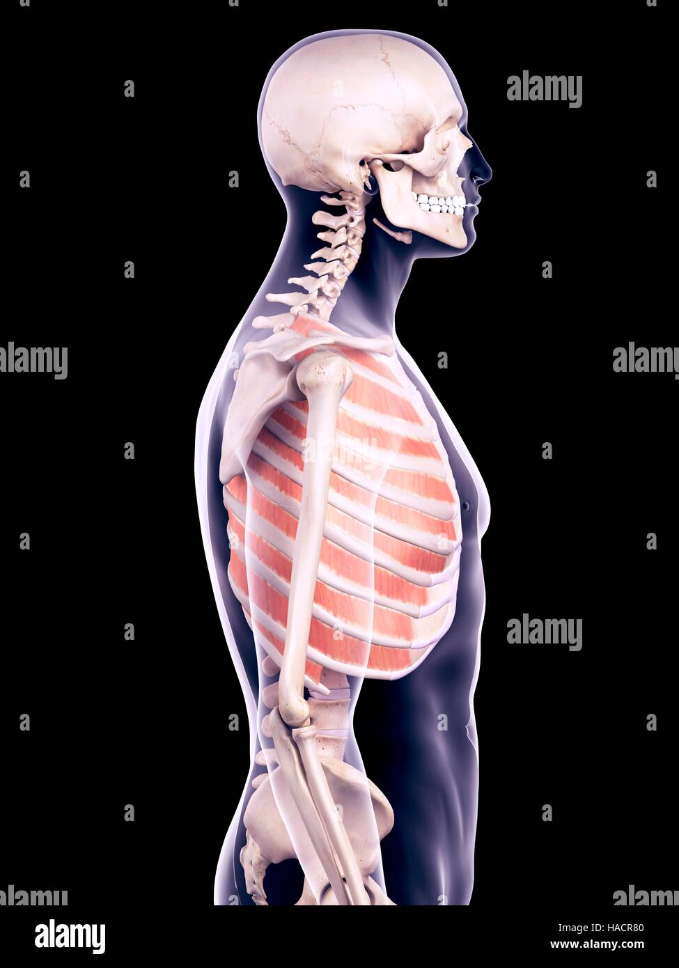 Intercostals hi-res stock photography and images - Alamy