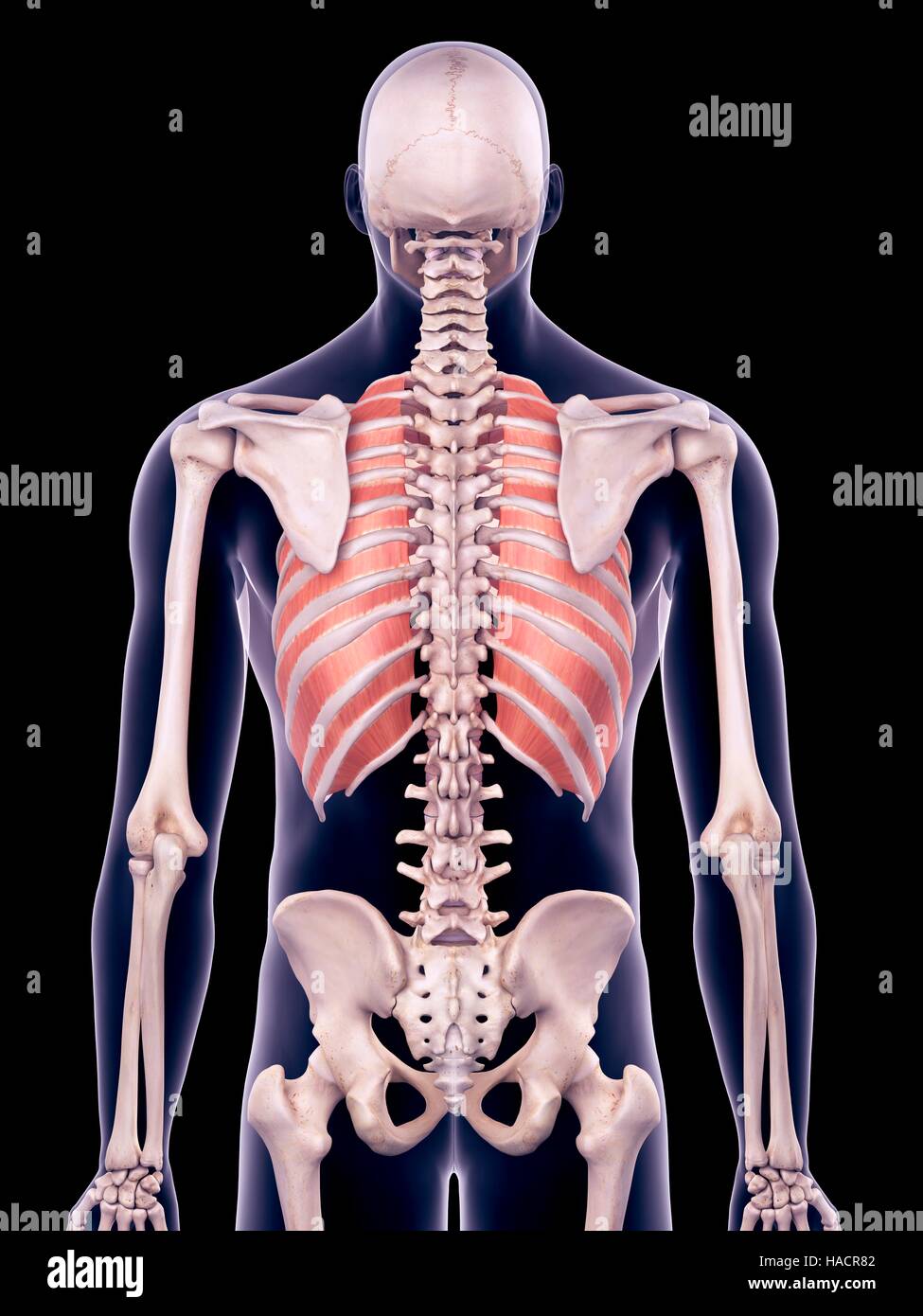 Illustration of the outer intercostals muscles Stock Photo - Alamy