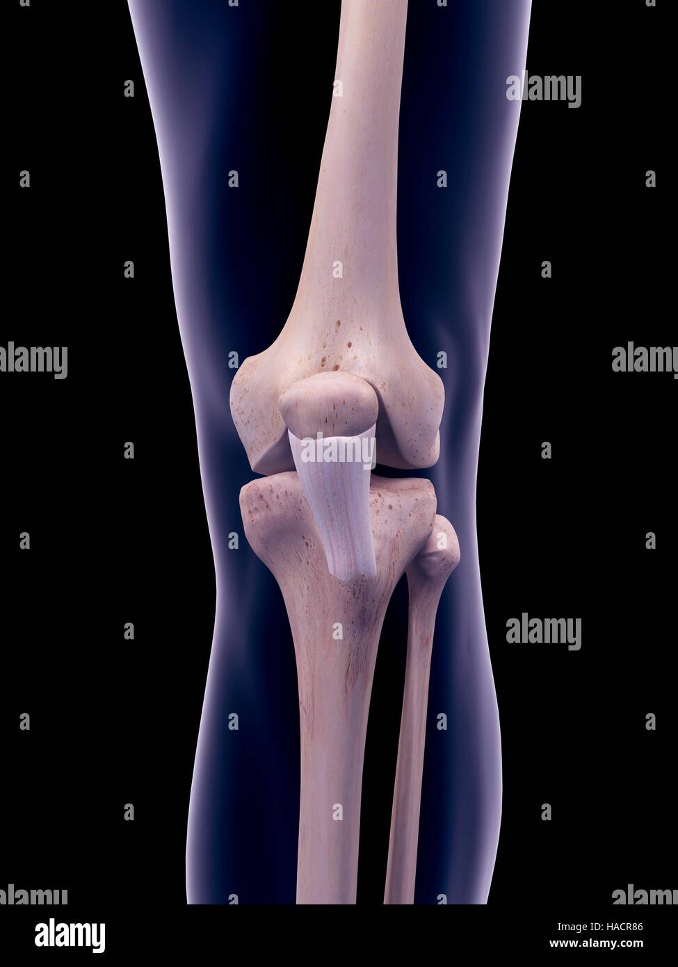 Patellar ligament hi-res stock photography and images - Alamy