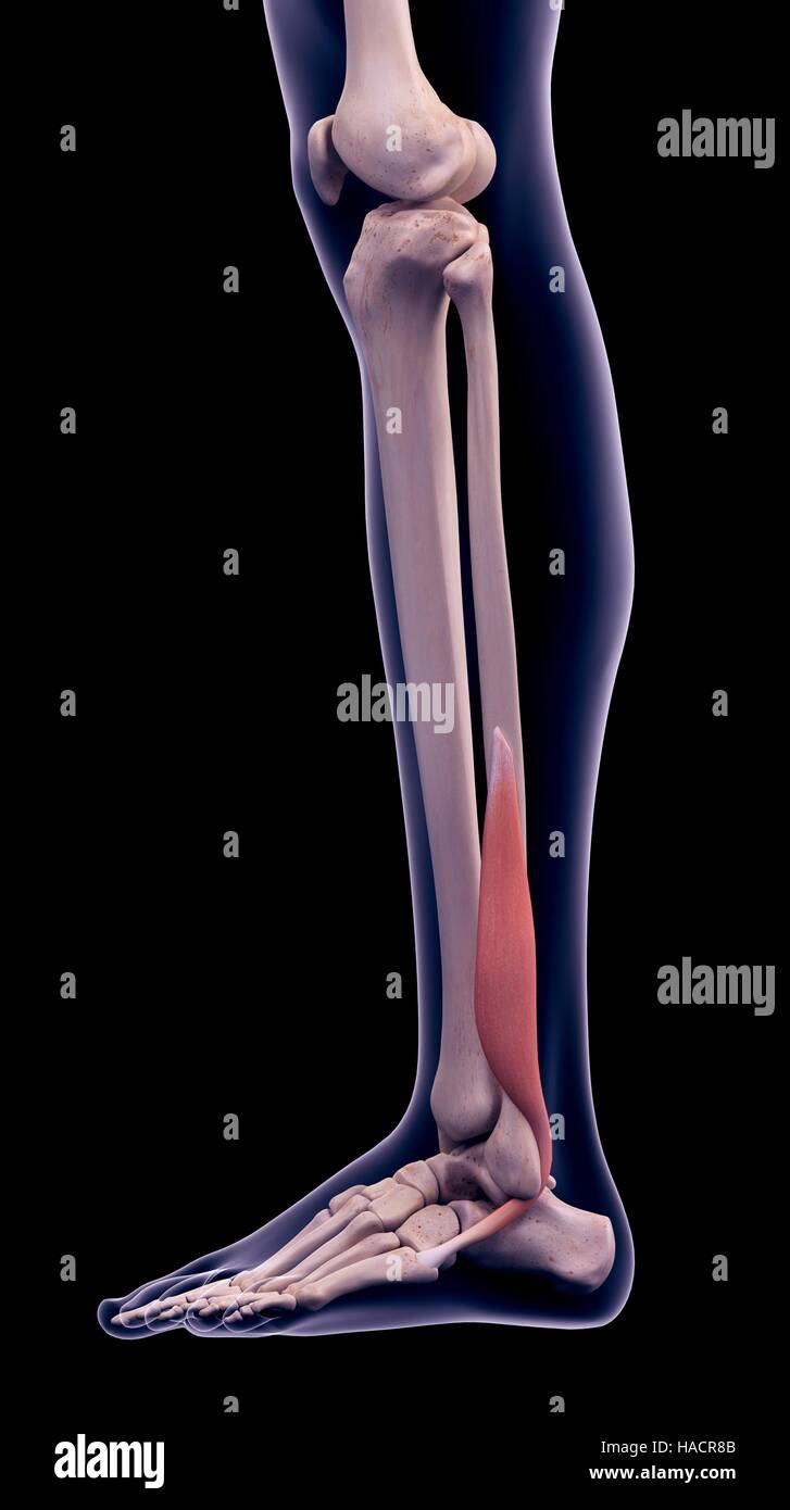 Peroneus brevis hi-res stock photography and images - Alamy