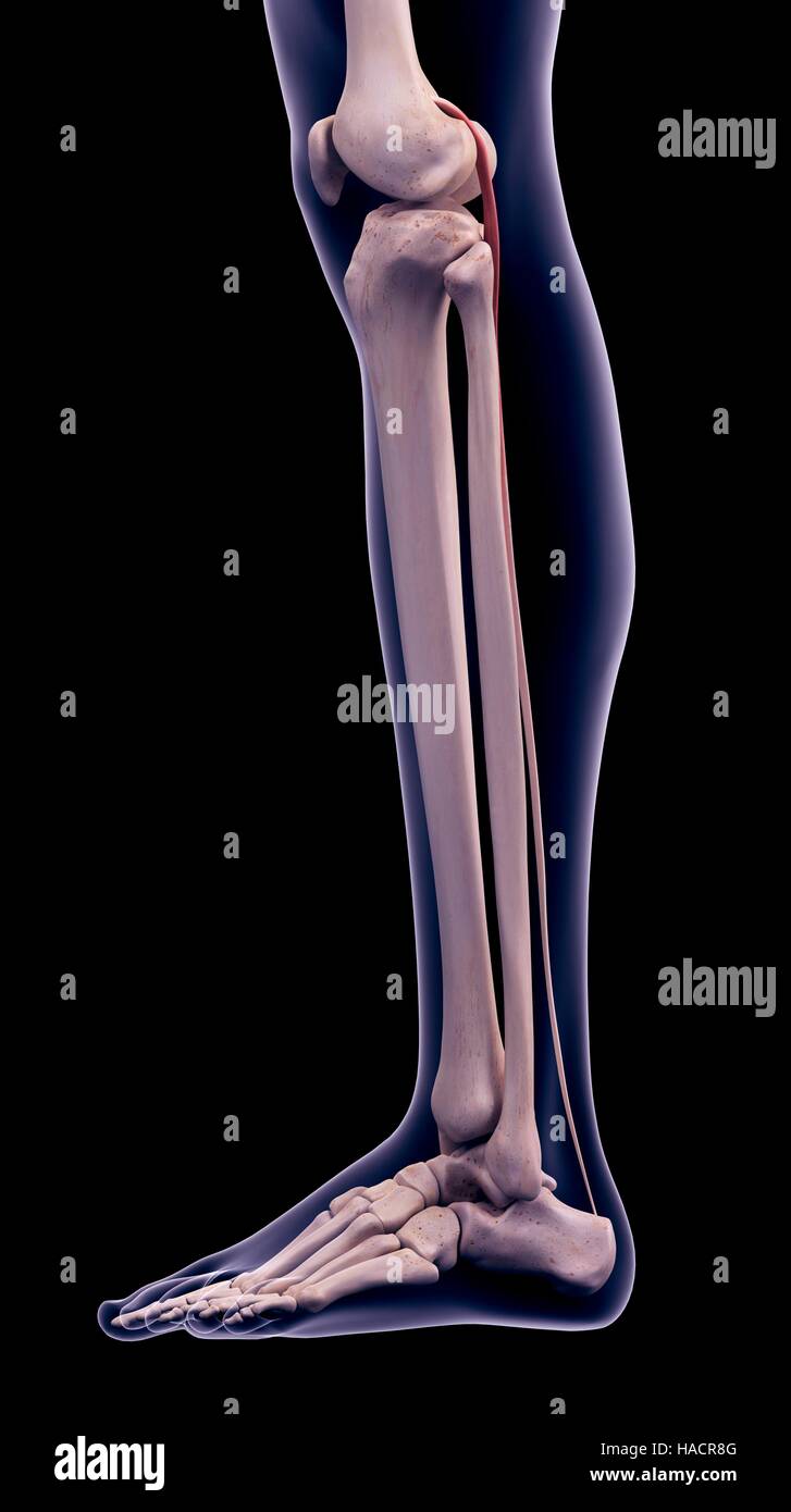 Illustration of the plantaris muscle Stock Photo - Alamy