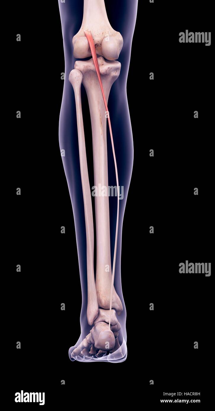 Plantaris hi-res stock photography and images - Alamy