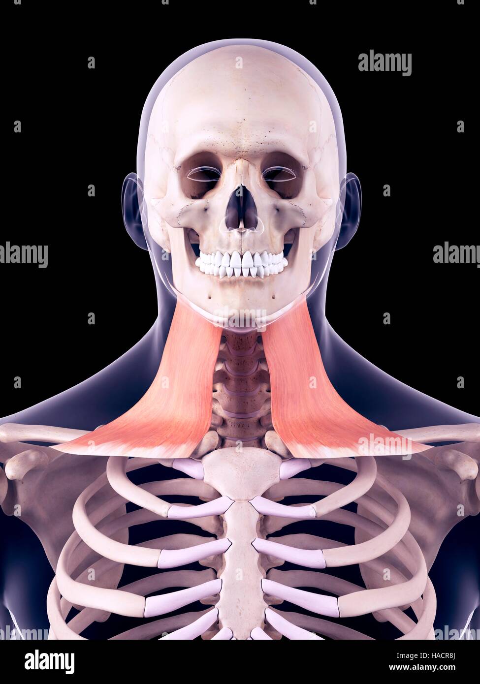Platysma hi-res stock photography and images - Alamy