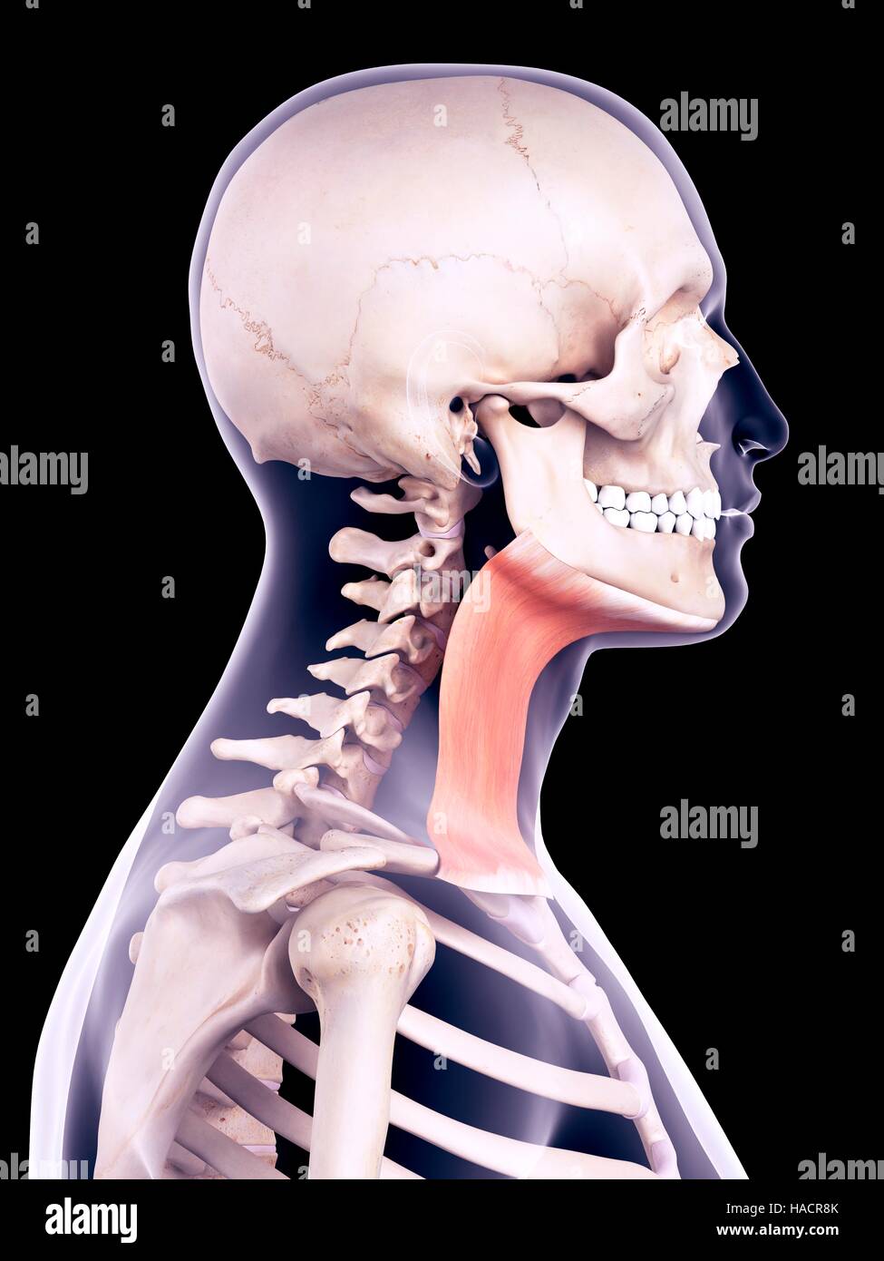 Illustration of the platysma muscle Stock Photo - Alamy