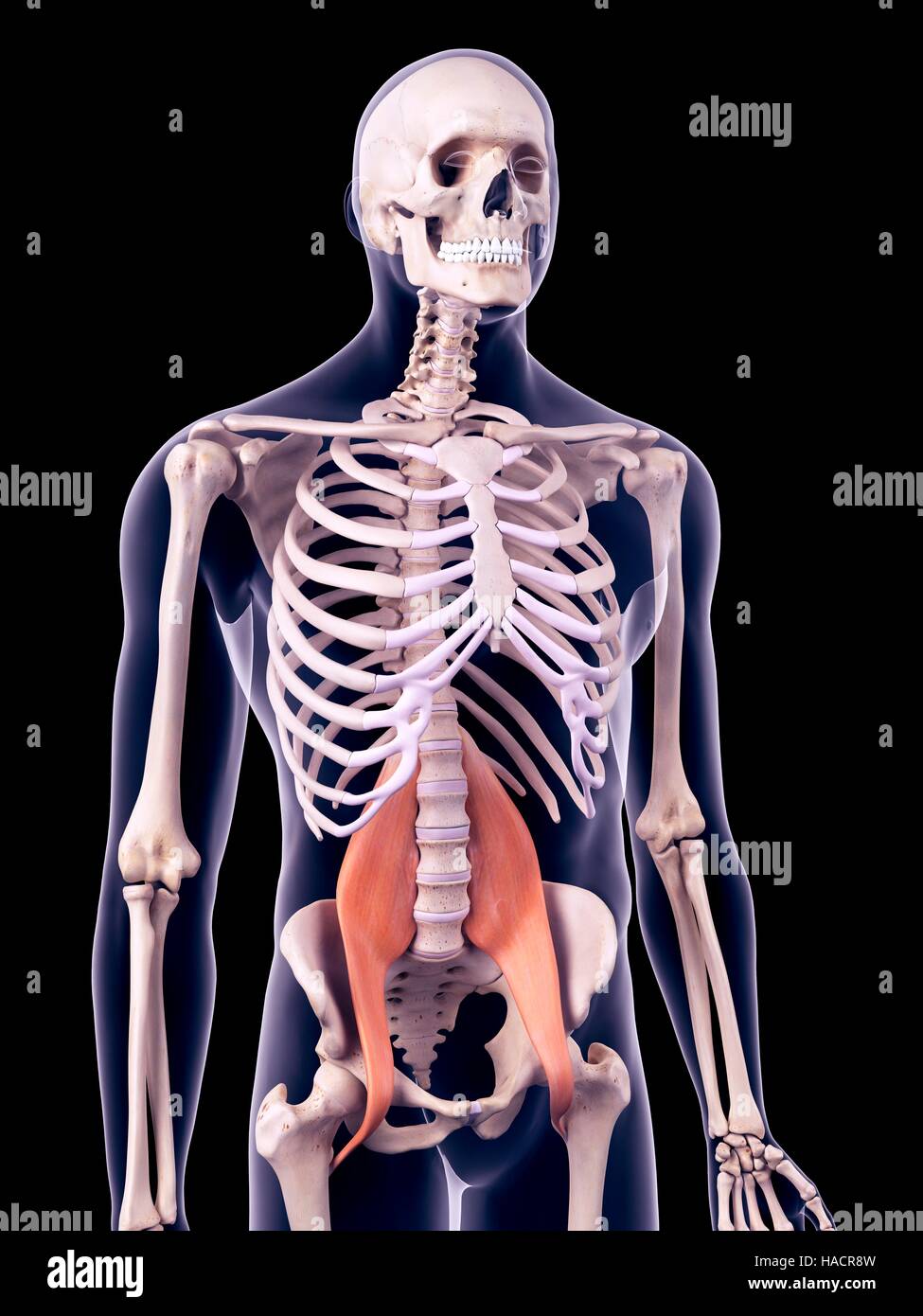 Psoas muscle illustration hi-res stock photography and images - Alamy