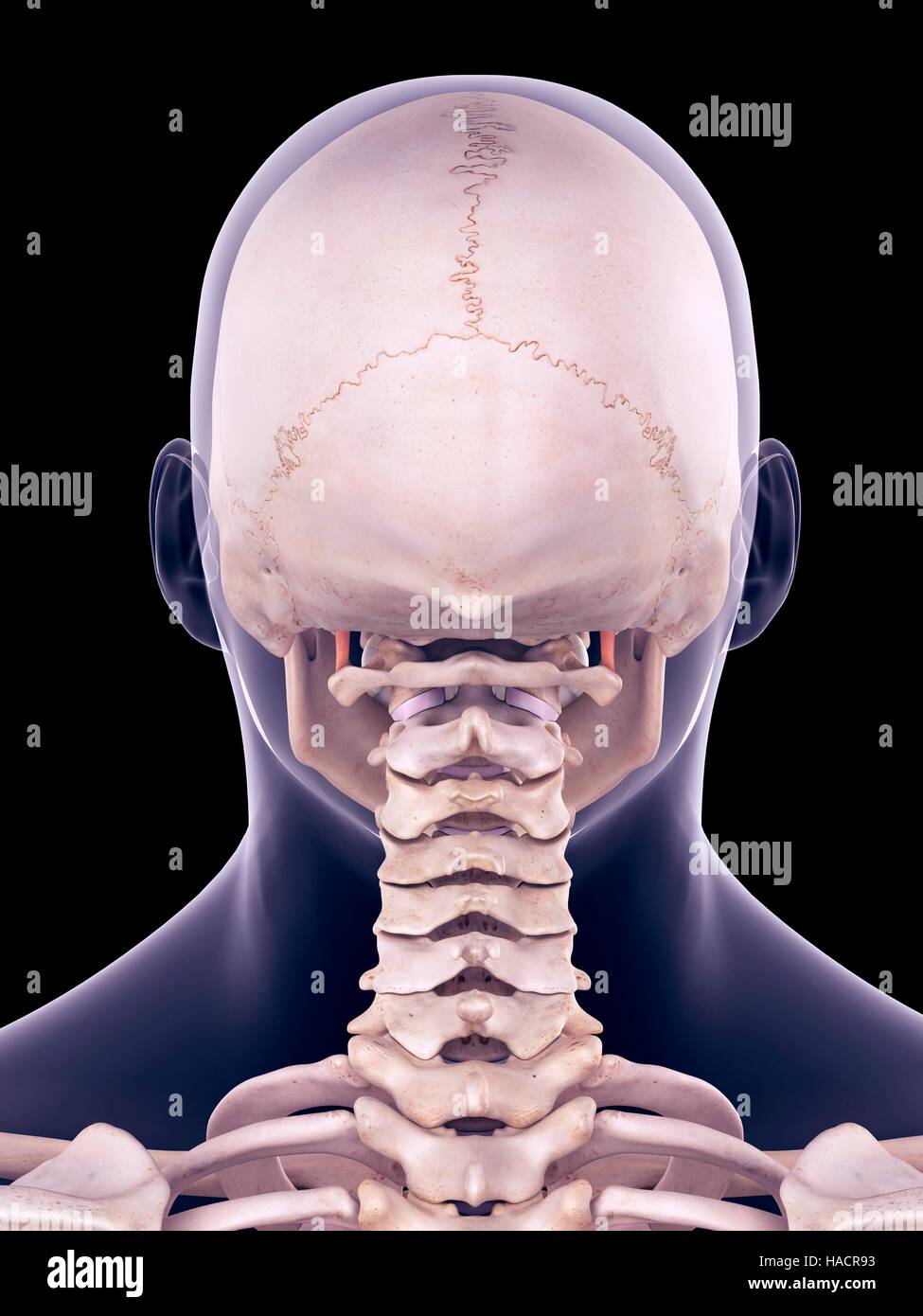 Illustration of the rectus capitis lateralis muscles Stock Photo - Alamy