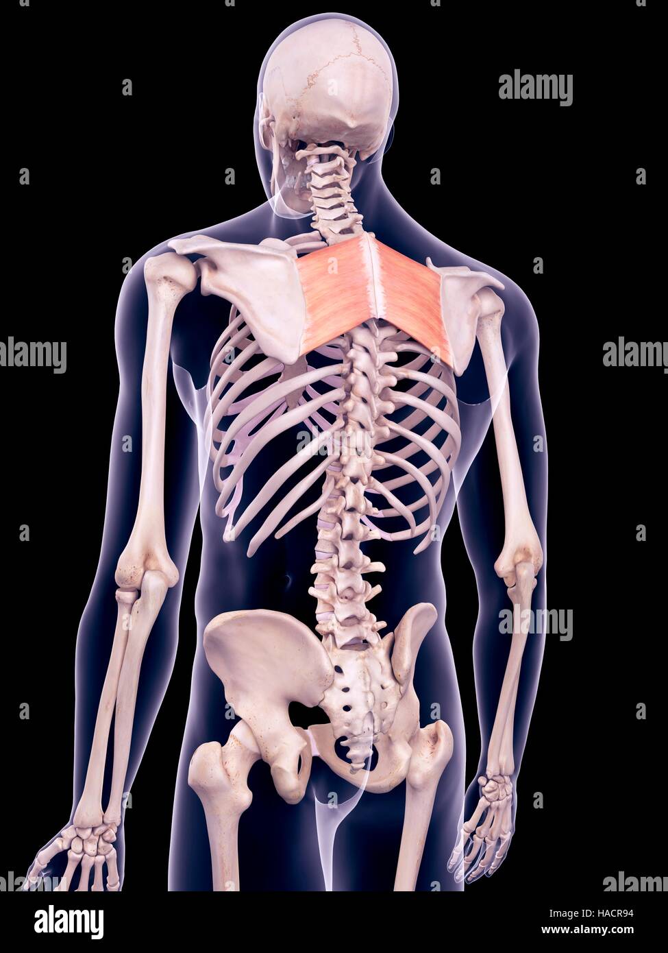 Illustration of the rhomboid major muscles Stock Photo - Alamy